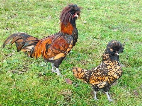 Padua Kippen Beschrijving En Kenmerken Van Het Ras Regels Voor