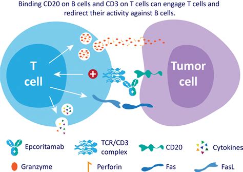Bispecific Antibody Research Update Epcoritamab Receives Fda Priority