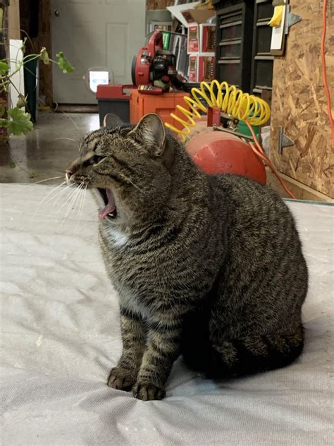 Why Him So Eepy R Cats