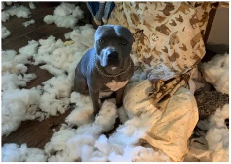 40 Things Your Dog Wishes You Knew Worldtravelling