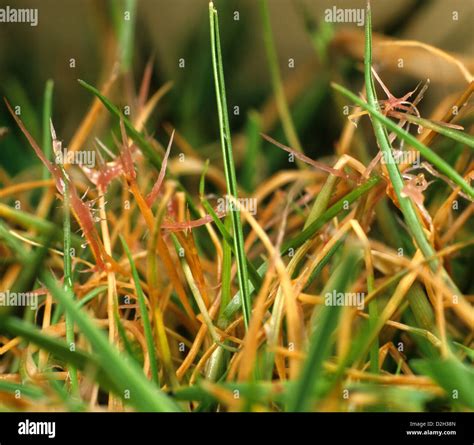 Turf Grass With Red Thread Laetisaria Fuciformis Disease Strands Or