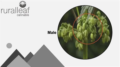 Identifying Cannabis Plant Sex — Rural Leaf