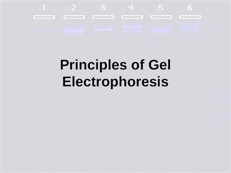 Ppt Student Principles Of Gel Electrophoresis Dokumentips