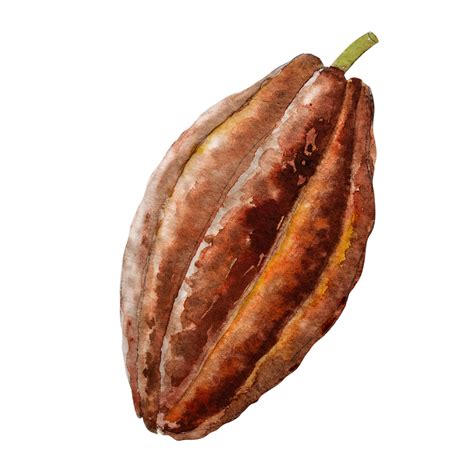 Watercolor Illustration Of Cocoa Beans Hand Drawn Watercolor Illustration 44571616 Png