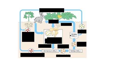 Nitrogen Cycle Science Diagram Quizlet