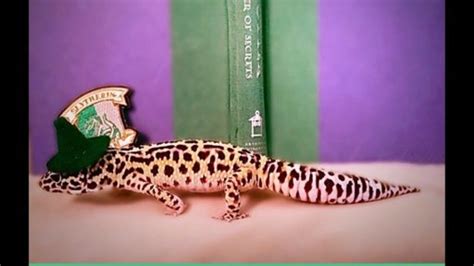 Draco My Leopard Gecko Harry Potter Amino