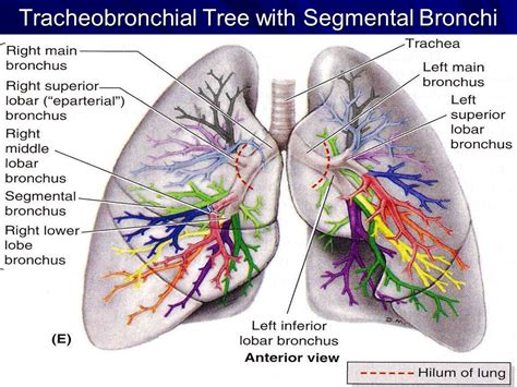 Segmental Bronchi