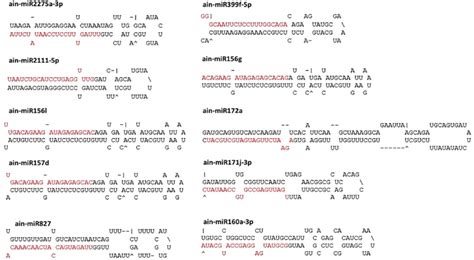 secondary structures stem loops of predicted neem mirna precursors