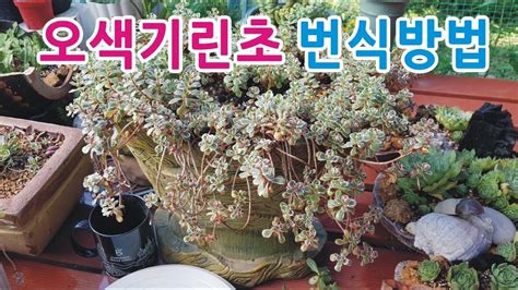 친절한광자씨 다육식물 오색기린초 번식하는방법 Succulent Plant Youtube