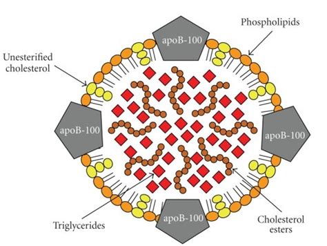Schematic Representation Of The Low Density Lipoprotein Particle Ldl