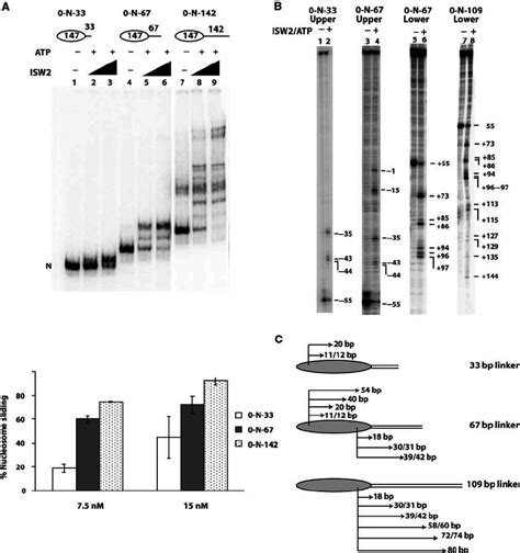 Nucleosome Sliding Was Enhanced By Increasing Linker Dna Length A Download Scientific