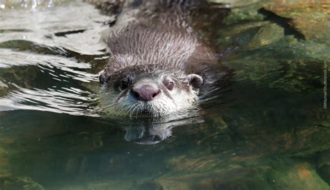 African Clawless Otter World Land Trust