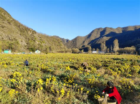 秋扒乡小河村金丝皇菊惊艳来袭！集体经济菊花诗意