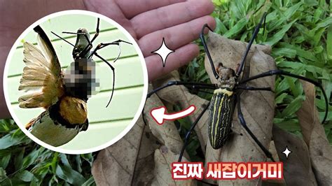 새까지 잡아먹는 최강 무당거미를 잡았습니다 얼굴만한게 공중에 매달려있네요 ㄷㄷㄷ Youtube