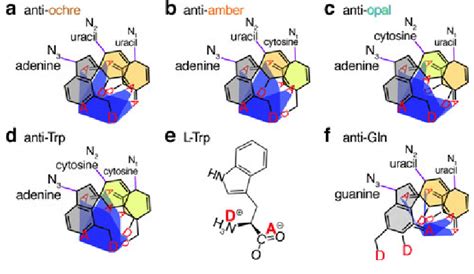 Termination Codons Are Predetermined By Anti Codon Stereochemistry A D