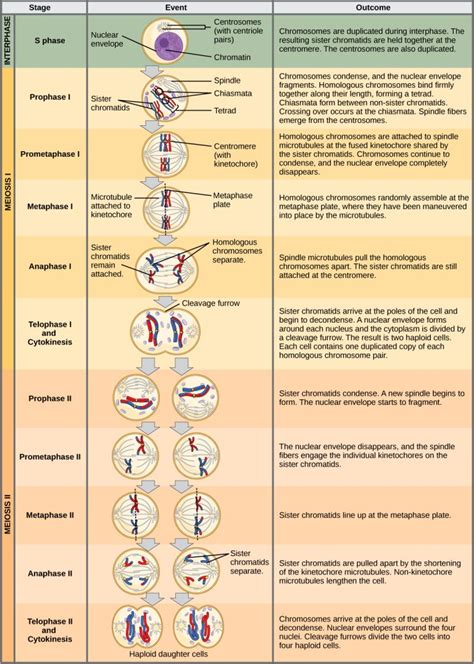 The Process Of Meiosis Biology 2e Part I 2nd Edition