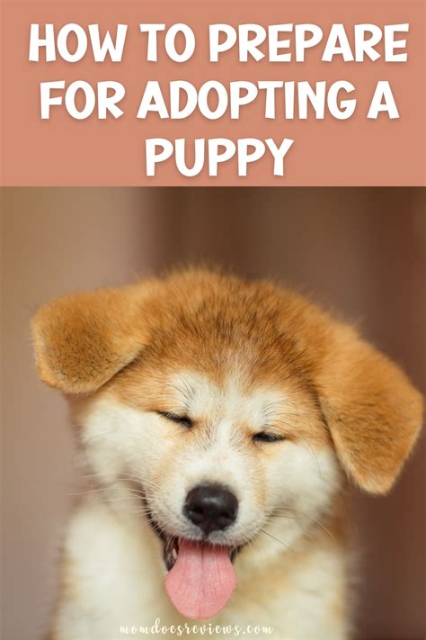 Adopting A Puppy Here Is How To Prepare Mom Does Reviews