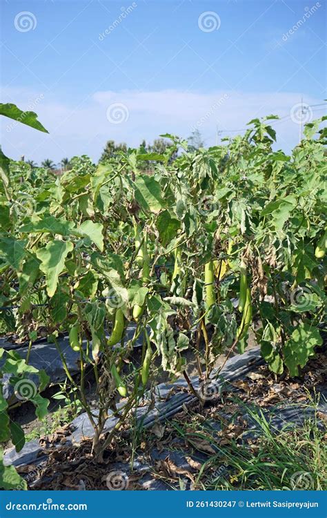 Egg Plant Wilt Disease Symptom Stock Image Image Of Dead Bacterial