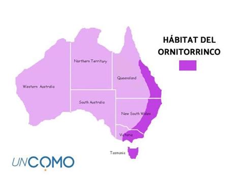 Qué Come El Ornitorrinco Y Dónde Vive