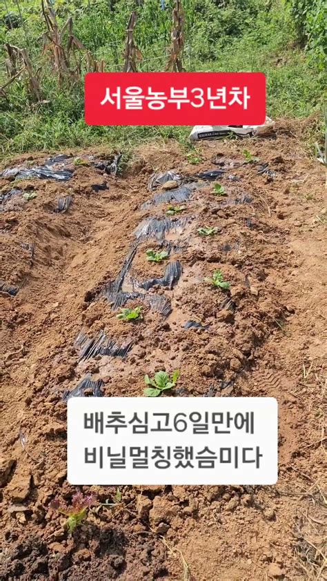 비닐멀칭배추 무우천년스럽다삿갓놀부 Youtube