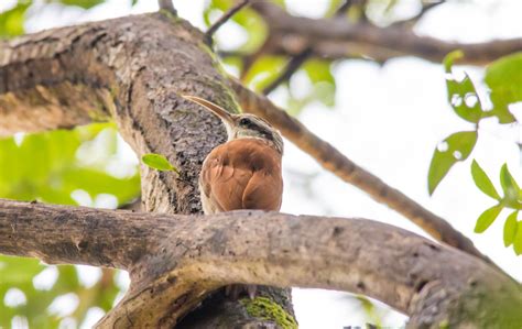 Fotos Gratis árbol Naturaleza Rama Pájaro Planta Hoja Flor El