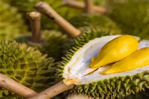 Terungkap Pohon Durian Berbuah Lebat Rahasianya Pakai Racikan Bahan Pupuk Ini Urban Bandung