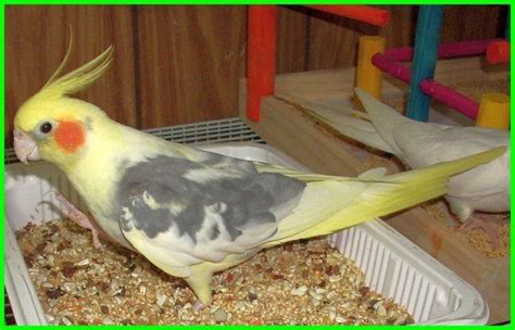 Burung Kenari Australia Kenari Sakinah