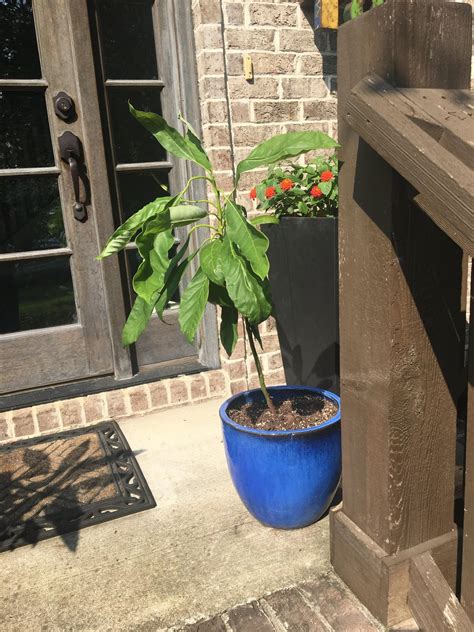 First Time Mango Grower R Mango