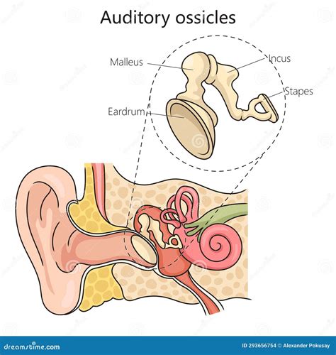 Ossicles Cartoons Illustrations And Vector Stock Images 156 Pictures