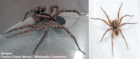 Types Of Arizona Spiders With Pictures Identification Guide