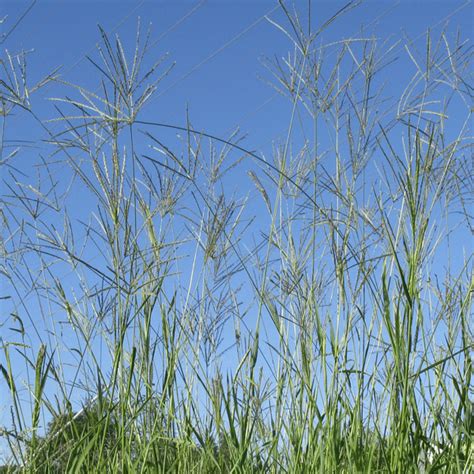 Smuts Finger Grass Cover Crops Agt Foods