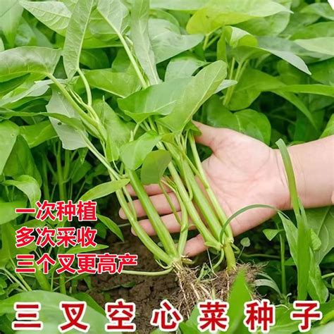 三叉空心菜种子种籽水上种植蔬菜籽水培蔬菜种子公司批发 阿里巴巴