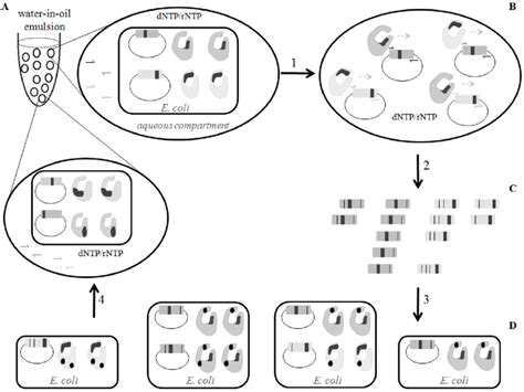 Selection Of Mutant Dna Polymerases Through Csr Csr Cycle Starts With