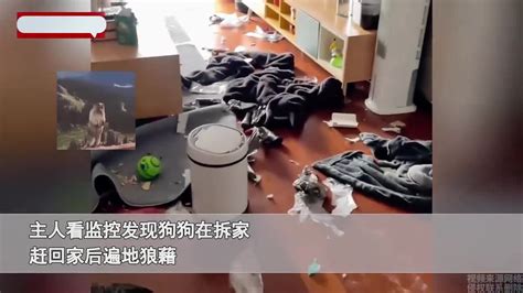 狗狗拆家遍地狼藉，主人回家后淡定接受，一看原因笑喷了