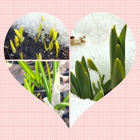 Sprouts Collage Gardens Eye View