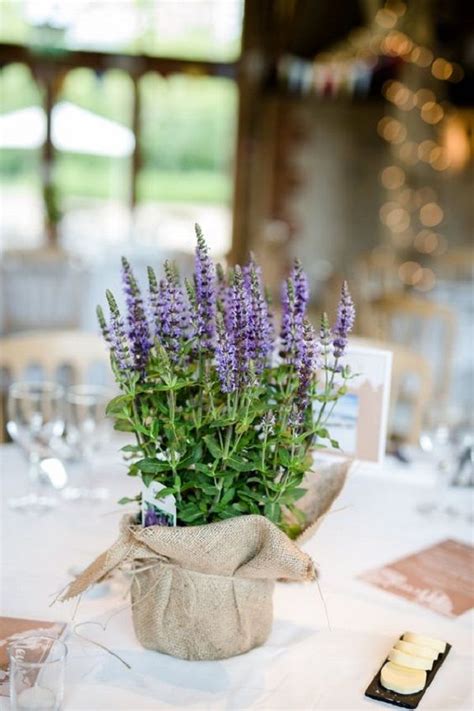 Como Plantar Lavanda Dicas Para Cultivar Em Casa Plant