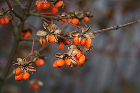 Baies De Goji Quels Sont Les Bienfaits Pour Notre Sant Le Bien