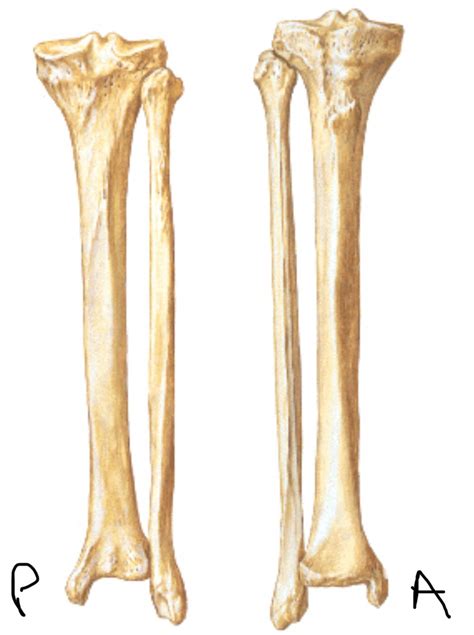 Tibia Osteology Anterior And Posterior View Diagram Quizlet