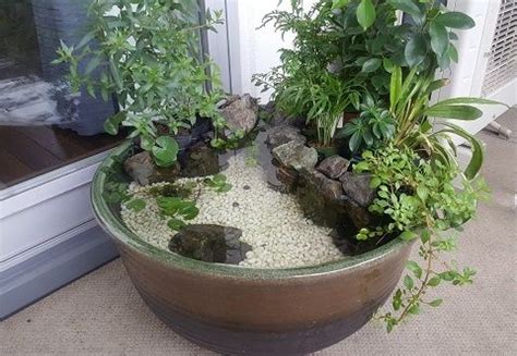 第22回 ベランダビオトープの作り方その1