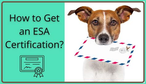 How To Get An Emotional Support Animal Certification Online
