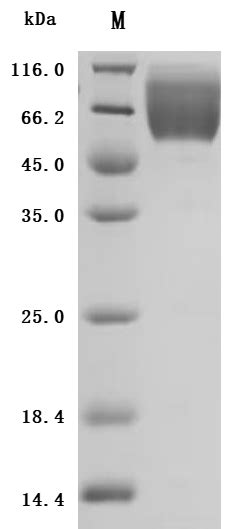 Ceacam1 An Emerging Multifunctional Target For Cancer Immune Modulation Cusabio