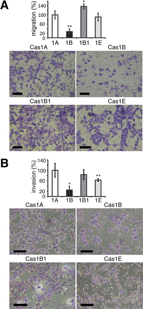 P130 Cas Variants Alter The Migratory And Invasive Potential A And B