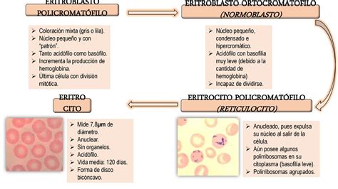Eritroblasto BasÓfilo Ppt Descargar