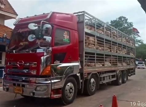 Msjtv News ក្ដីបារម្ភរបស់កសិករចិញ្ចឹមជ្រូកកើតមានសារជាថ្មី បន្ទាប់ពីអគ្គនាយដ្ឋានសុខភាពសត្វ