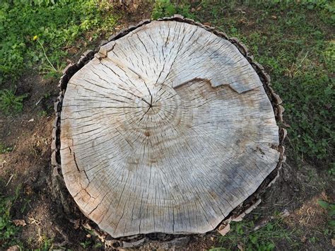 Cross Section Of Tree Trunk Stock Photo At Vecteezy