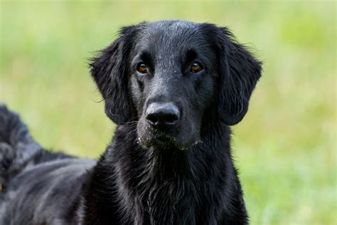 Flat Retriever Dog Hot Sale Danzhaocc