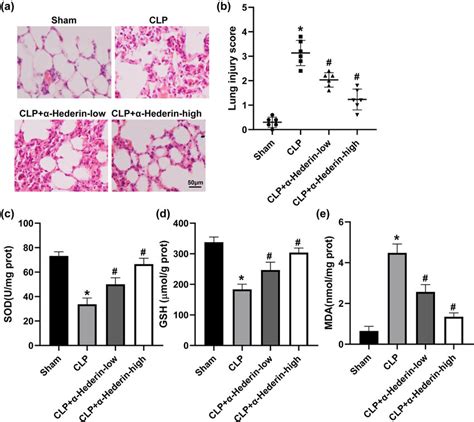 α Hederin Attenuates Lung Injury In Clp Induced Septic Mice Mice Were