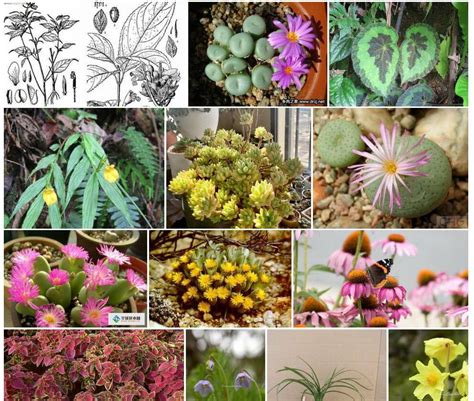 宽叶锥花gomphostemma Latifolium拉丁名学名属名科名植物生活型图片