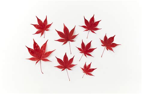 흰색 배경에 붉은 장식 아름다운 단풍 나무 잎의 구성 플랫 레이 상단 보기 최소한의 중립 꽃 배열 일본 단풍 나무 에이서 팔마툼