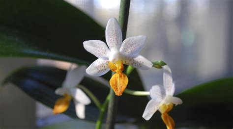How To Plant Grow And Care For Phalaenopsis Orchids